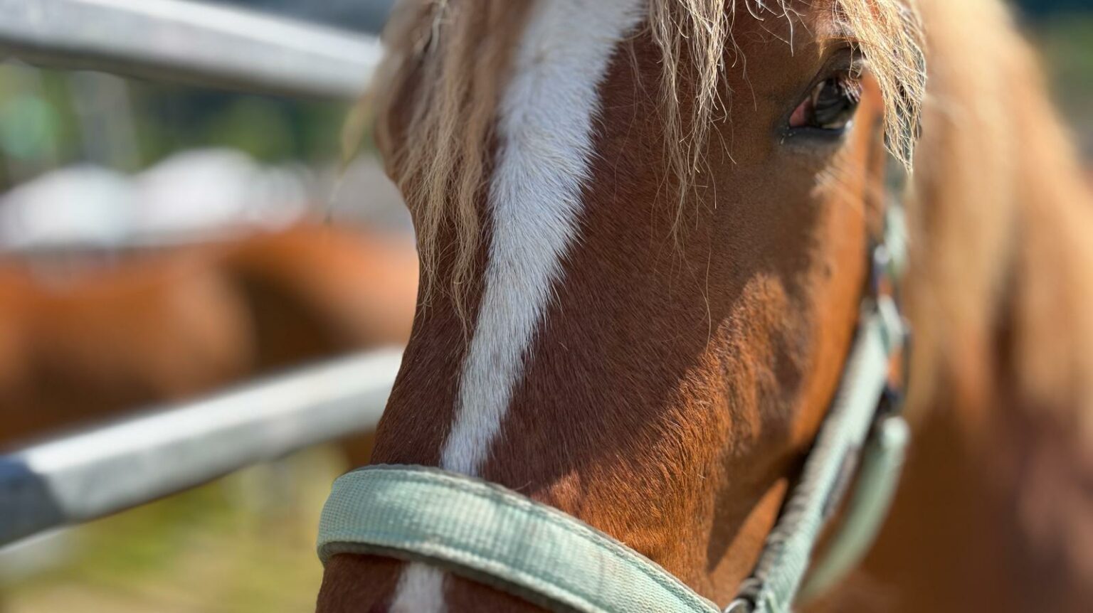 2ª Fira de Primavera del Cavall Pirinenc Català a Llavorsí - Pirineus ...